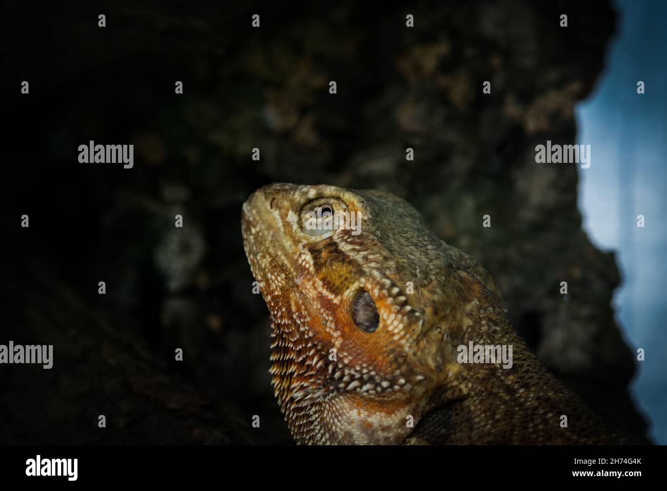 Closeup of a cute lizard's face looking up with a blurry background ...