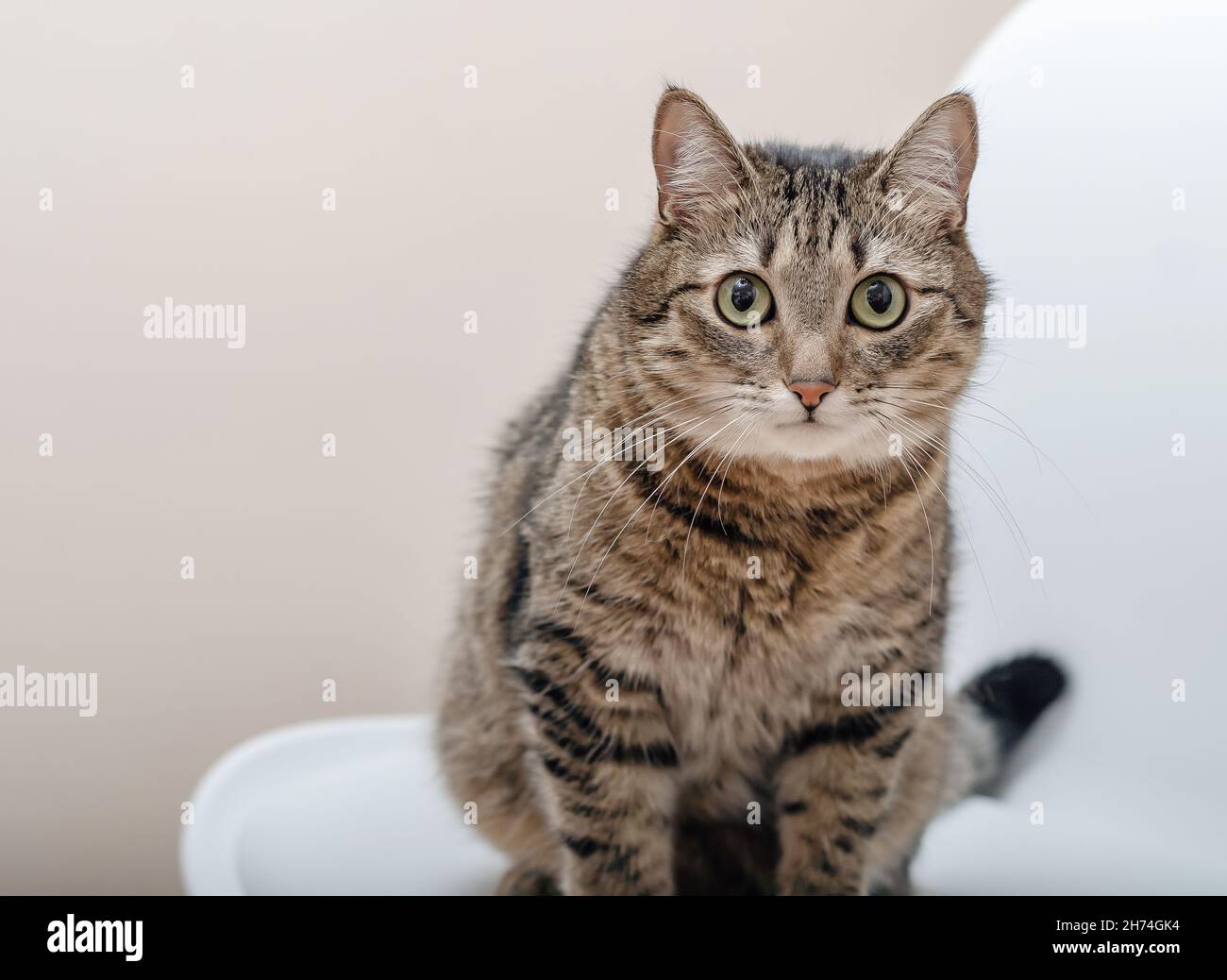 Portrait of a big tabby cat. Sitting on the floor. Looking at the ...