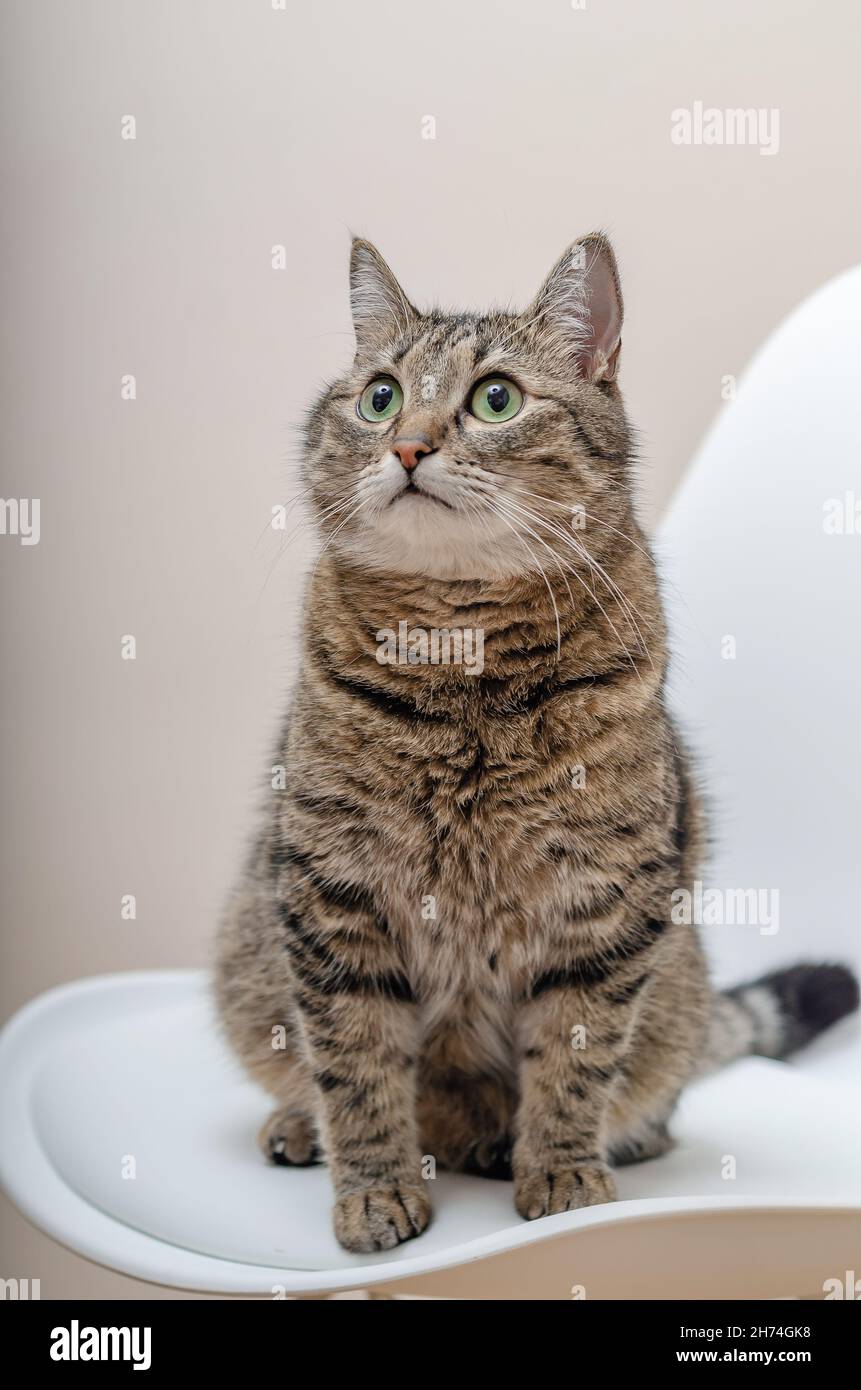 Portrait of a big tabby cat. Sitting . Looking away. Close-up Stock ...
