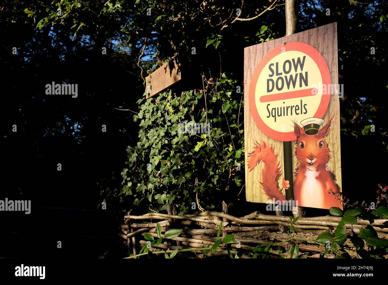 Red,Squirrel, warning,sign,hedge,slow,down,traffic,road,Newtown,Isle of ...