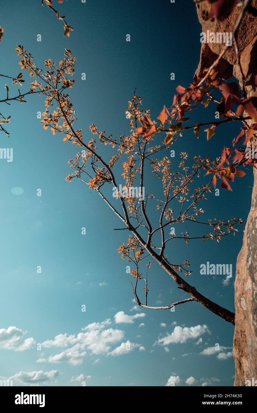 Few leaves hi-res stock photography and images - Alamy