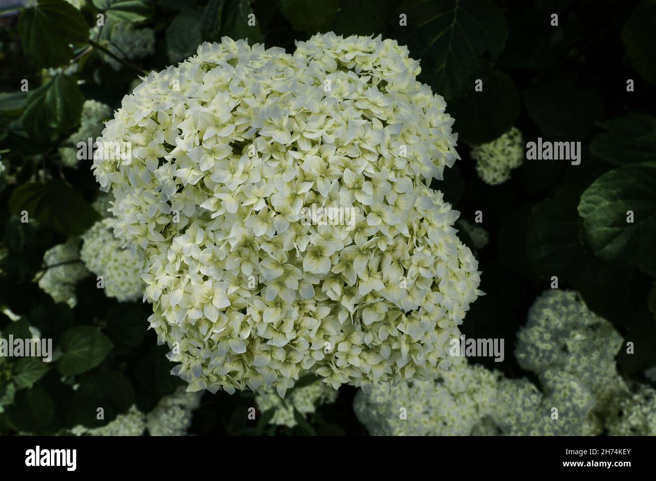Close-up shot of white Smooth hydrangea flowers Stock Photo - Alamy