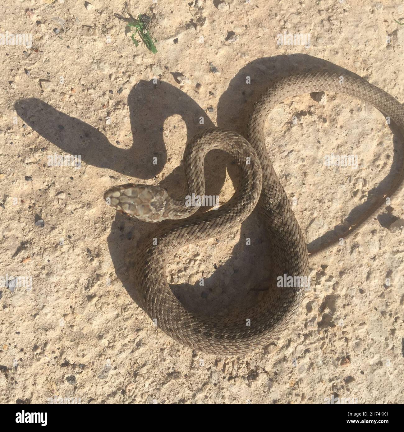 Desert snake hunt hi-res stock photography and images - Alamy