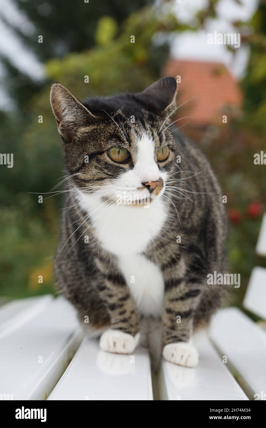 cat on bench Stock Photo - Alamy