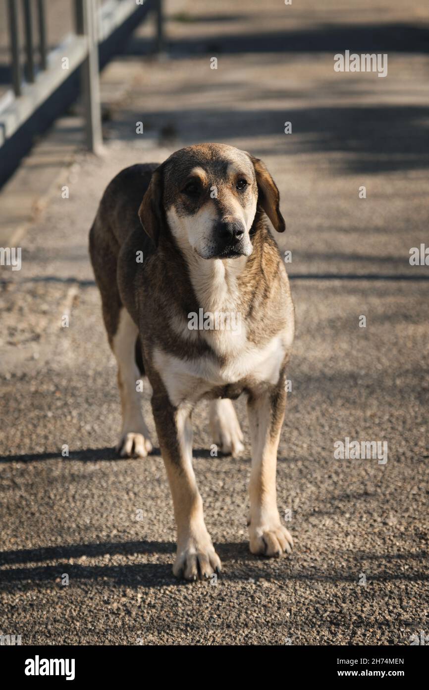 Homeless gray large dog on street with sad eyes. Mutt stands on ...