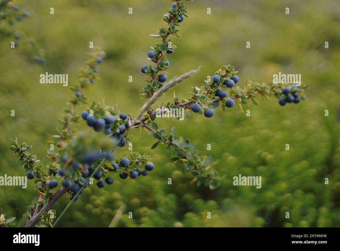 Local fruit from Chile / Calafate Stock Photo - Alamy