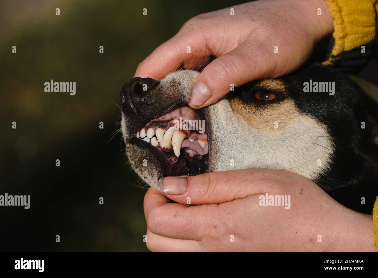 Dogs With Human Teeth