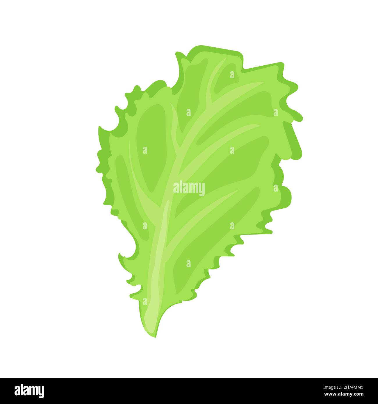Lettuce Vector Png