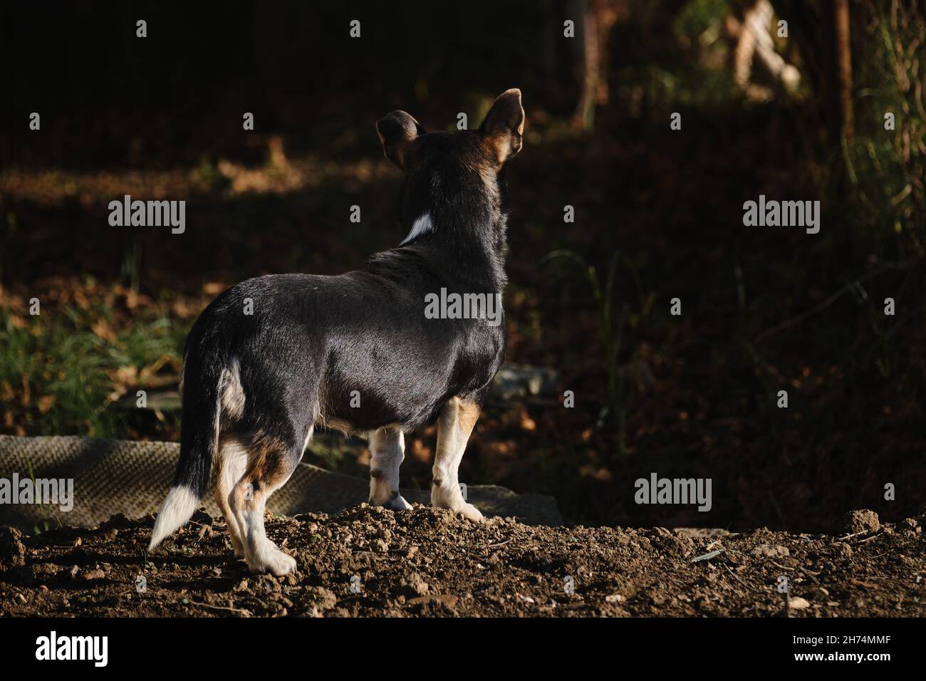 Why Has My Dogs Bum Changed Colour