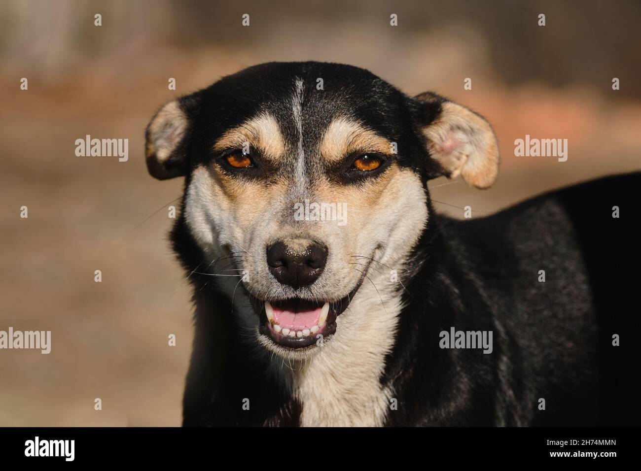 Cute Mixed Breed Dogs