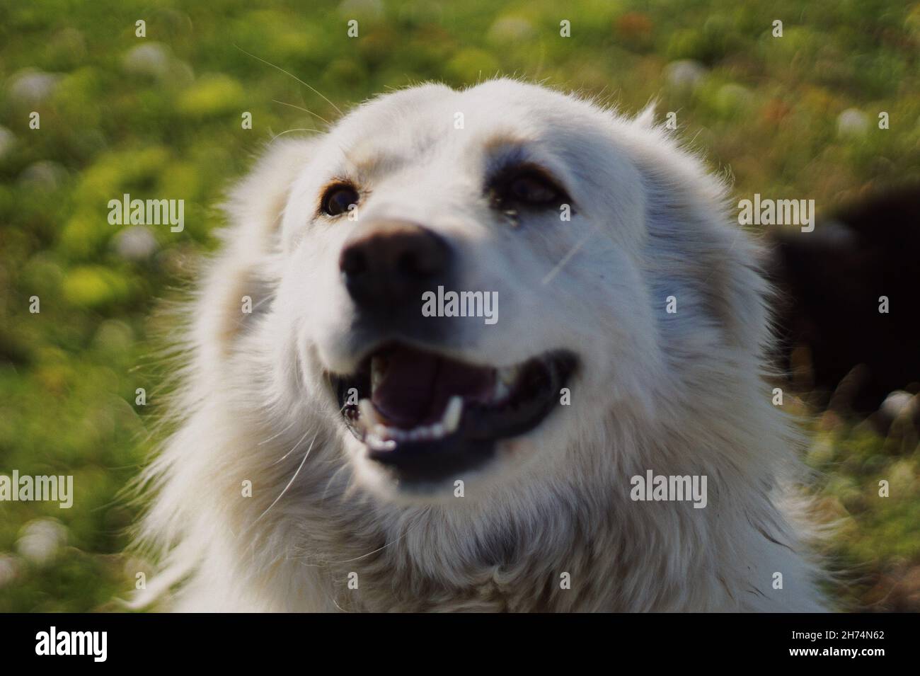 Southern chilean dog Stock Photo - Alamy