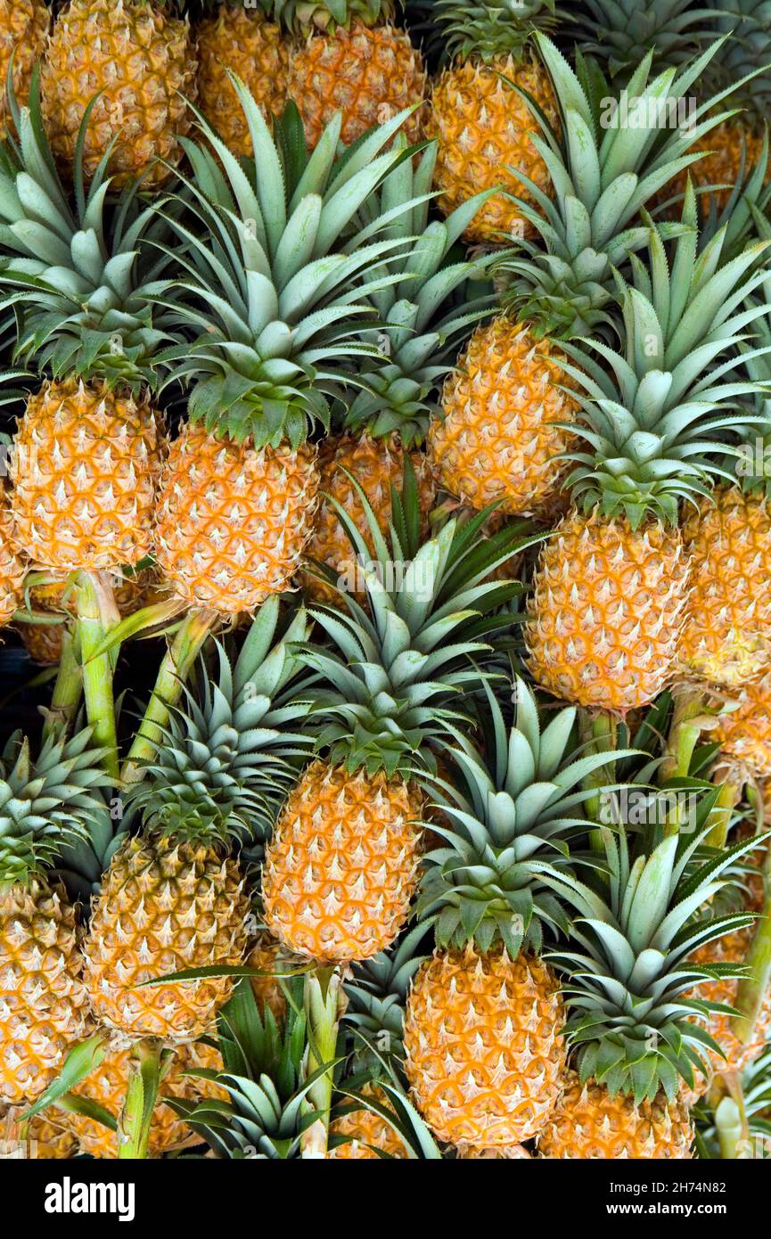 The pineapple is a tropical plant with an edible fruit and is the most ...