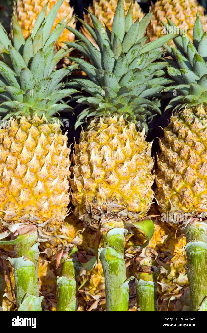 The pineapple is a tropical plant with an edible fruit and is the most ...