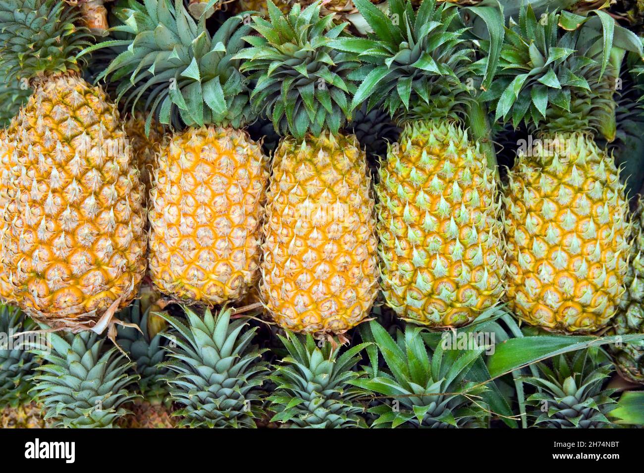 The pineapple is a tropical plant with an edible fruit and is the most ...