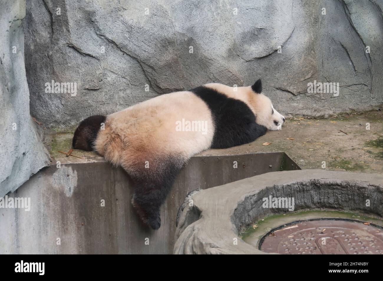 Panda Bear Sleeping