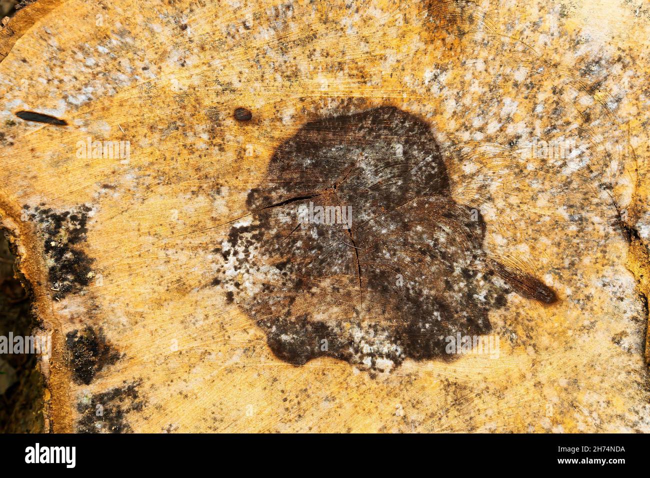 Fungus grown up. Close up view of a cut tree trunk. Trees are cut ...