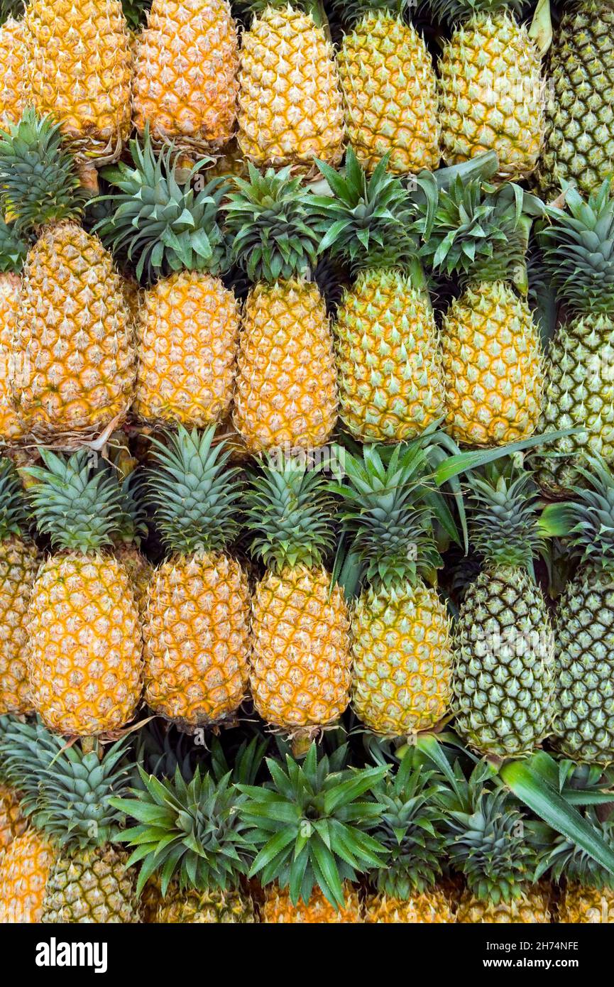 The pineapple is a tropical plant with an edible fruit and is the most ...