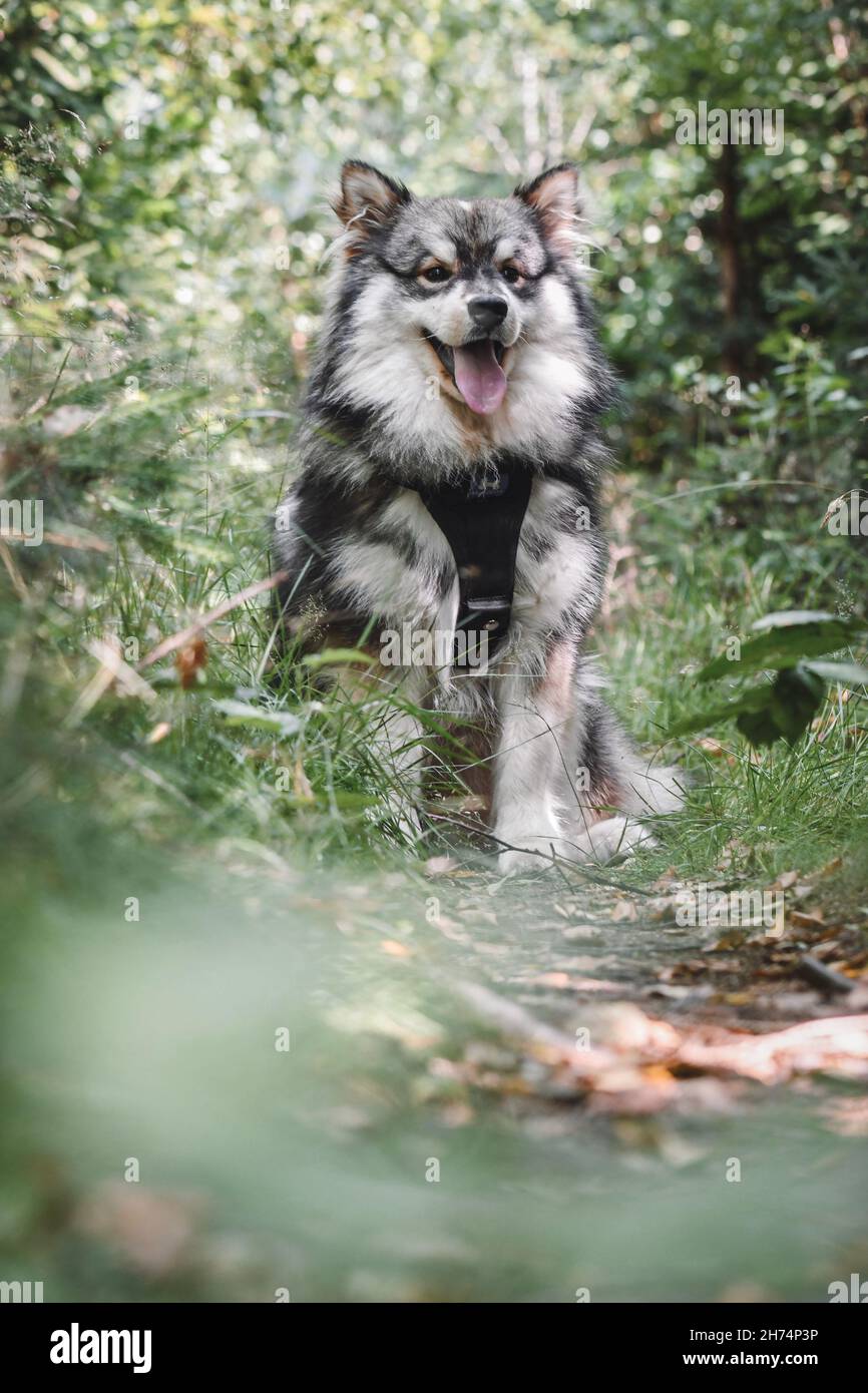 Portrait of a young Finnish Lapphund dog sitting outdoors in the forest ...