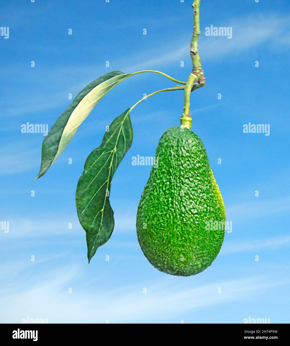 Branch of avocado with the fruit Stock Photo - Alamy