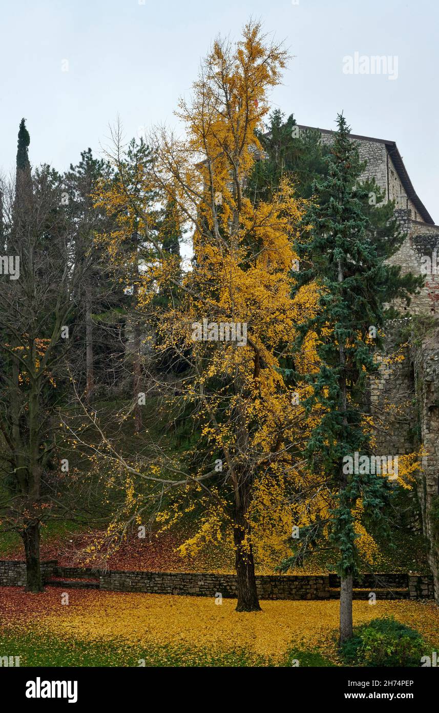Brescia, Italy, a tree with the autumnal colors Stock Photo - Alamy