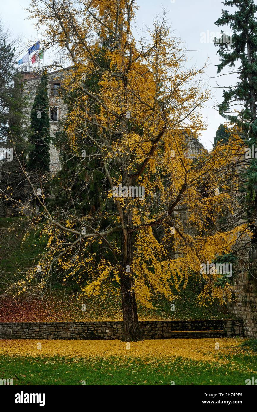 Brescia, Italy, a tree with the autumnal colors Stock Photo - Alamy
