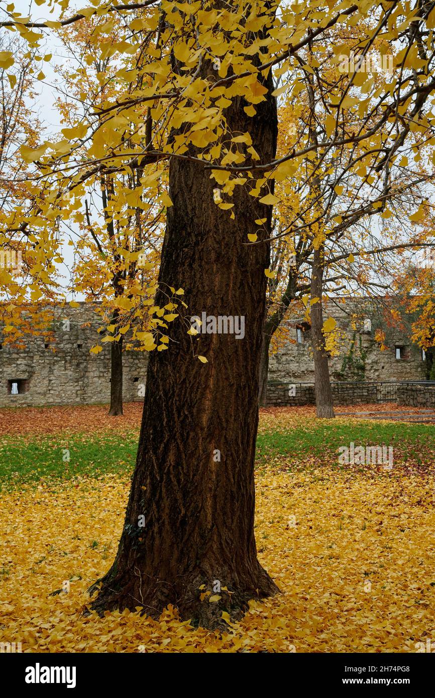 Brescia, Italy, a tree with the autumnal colors Stock Photo - Alamy