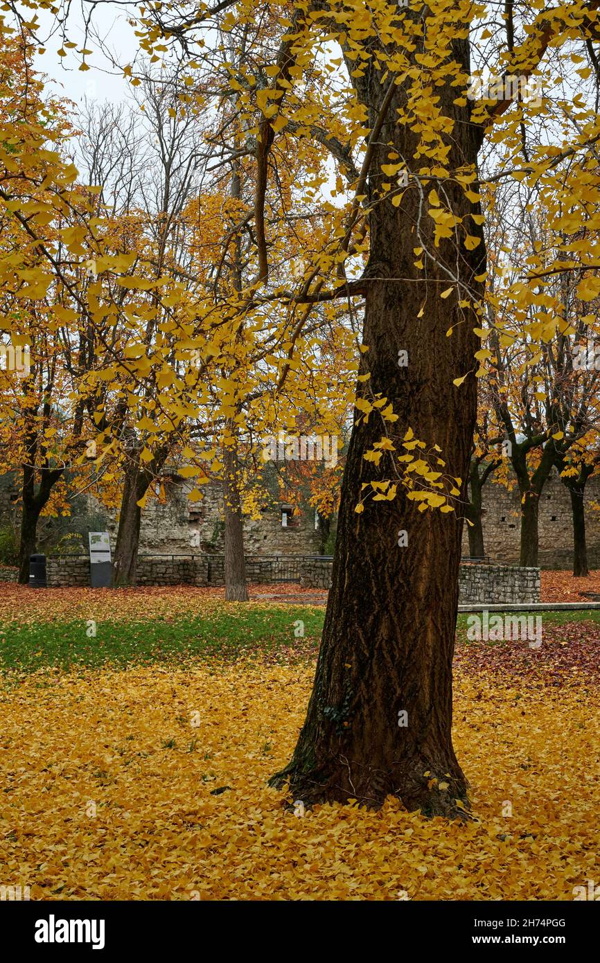 Brescia, Italy, a tree with the autumnal colors Stock Photo - Alamy