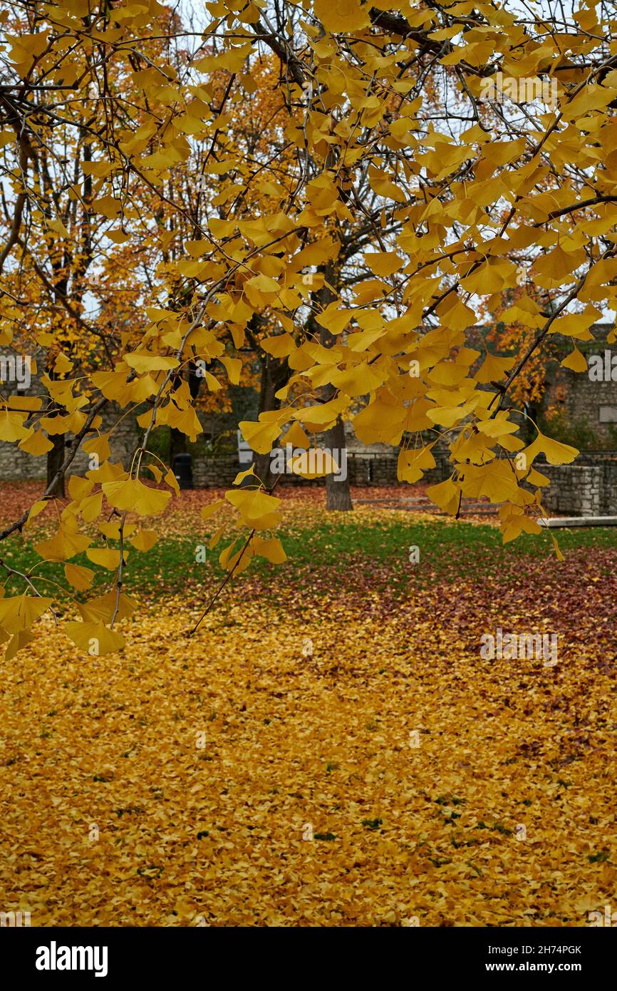 Brescia, Italy, a tree with the autumnal colors Stock Photo - Alamy