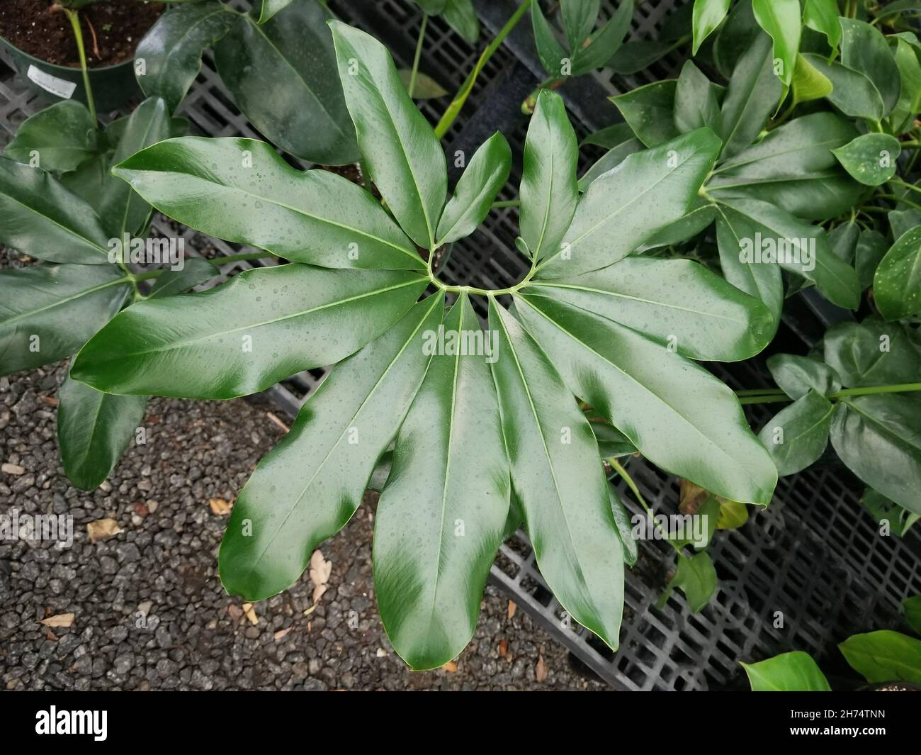 Shiny star-shaped green leaf of Philodendron Goeldii Stock Photo - Alamy