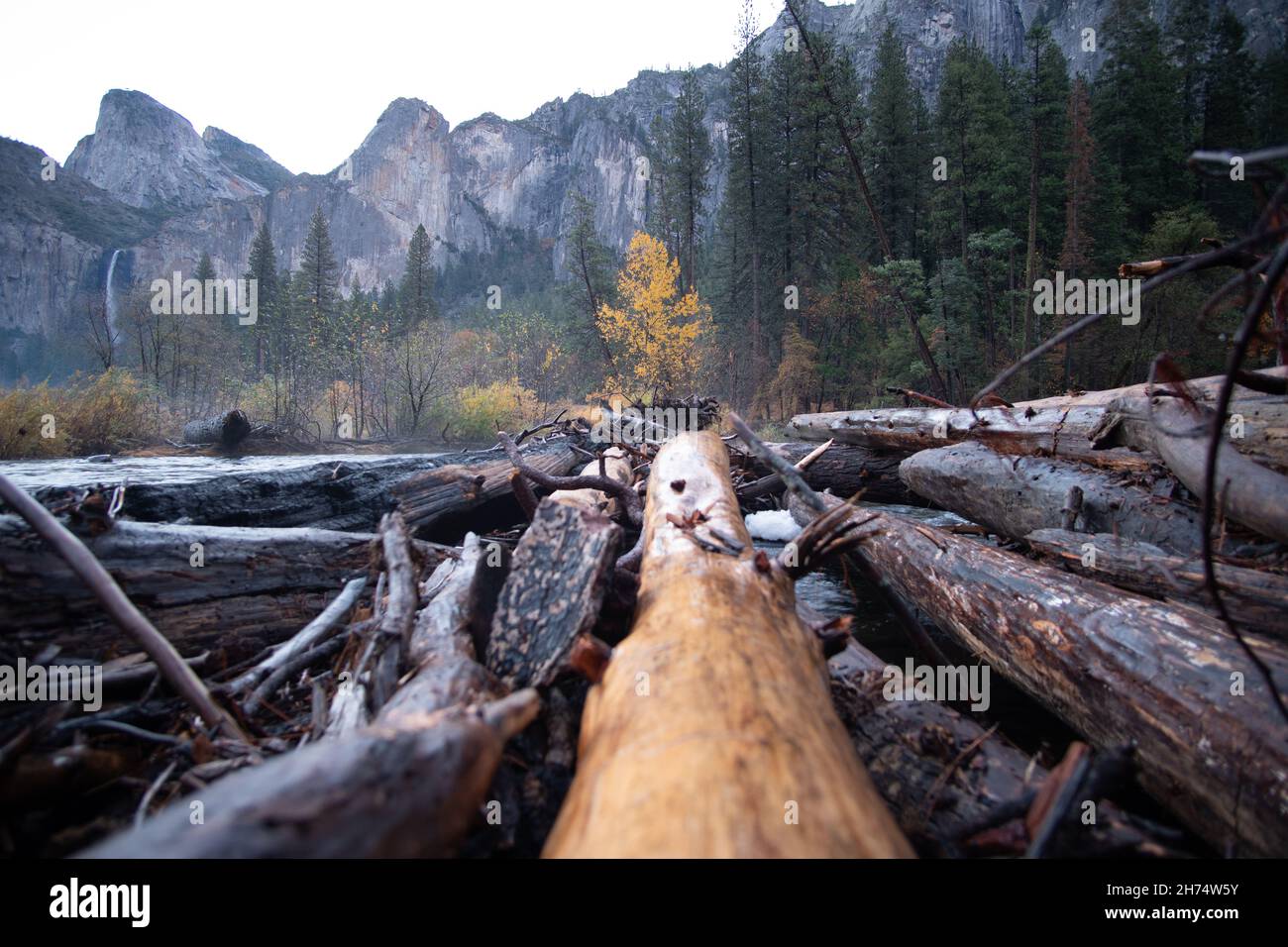 Low Angle View of Fallen Tree Logs With Fall Colors Trees and Water ...
