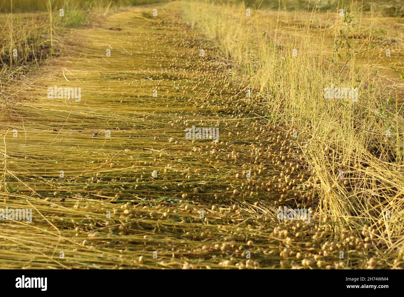 Flax fields hi-res stock photography and images - Alamy