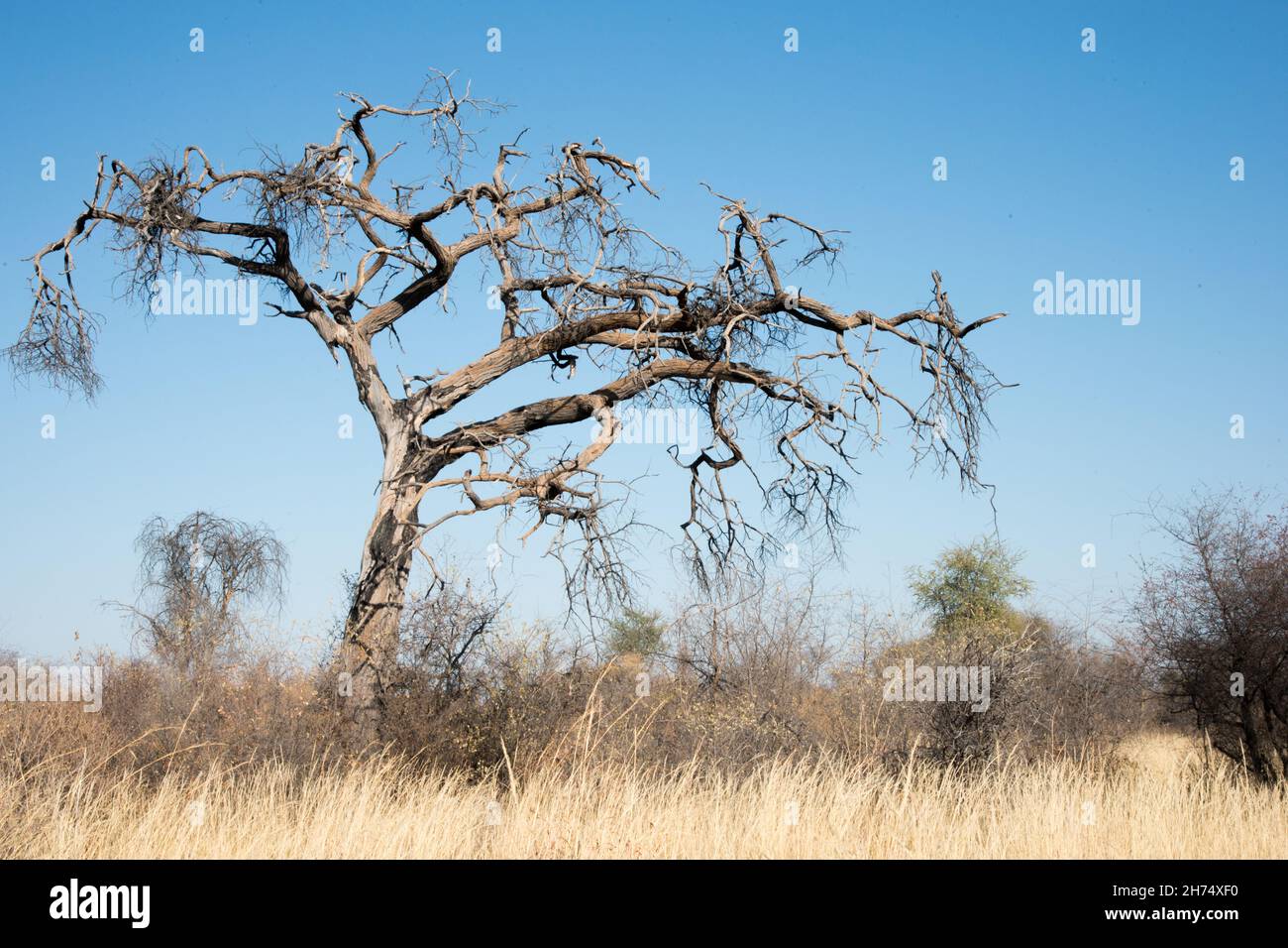Beautiful natural landscape near Bushmen area. No people, copy space ...