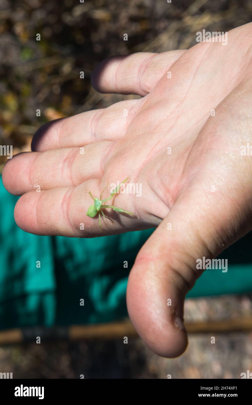 Human hand holding a green praying mantis. Namibia, Africa Stock Photo ...