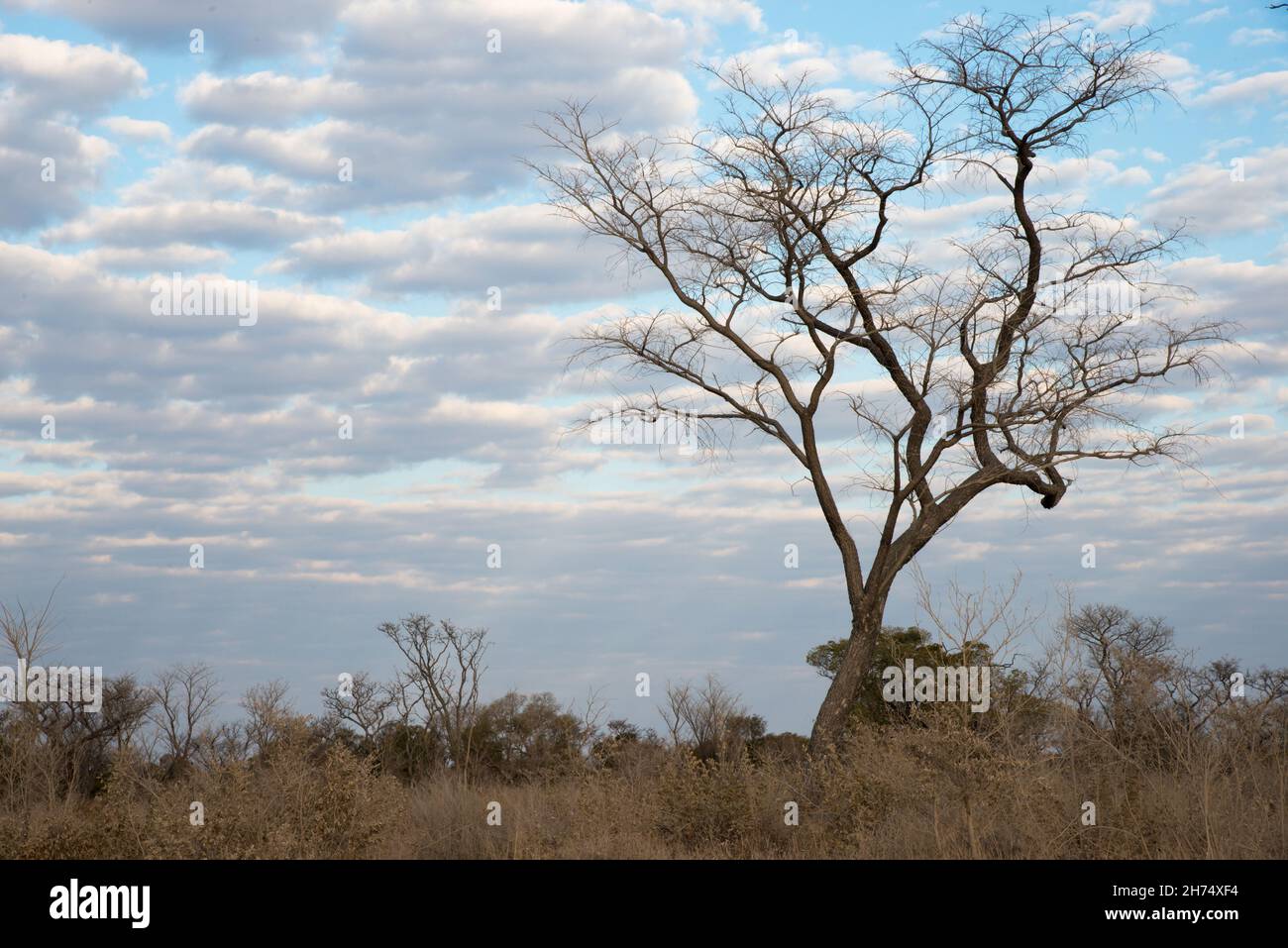 Bushmen grass hi-res stock photography and images - Alamy