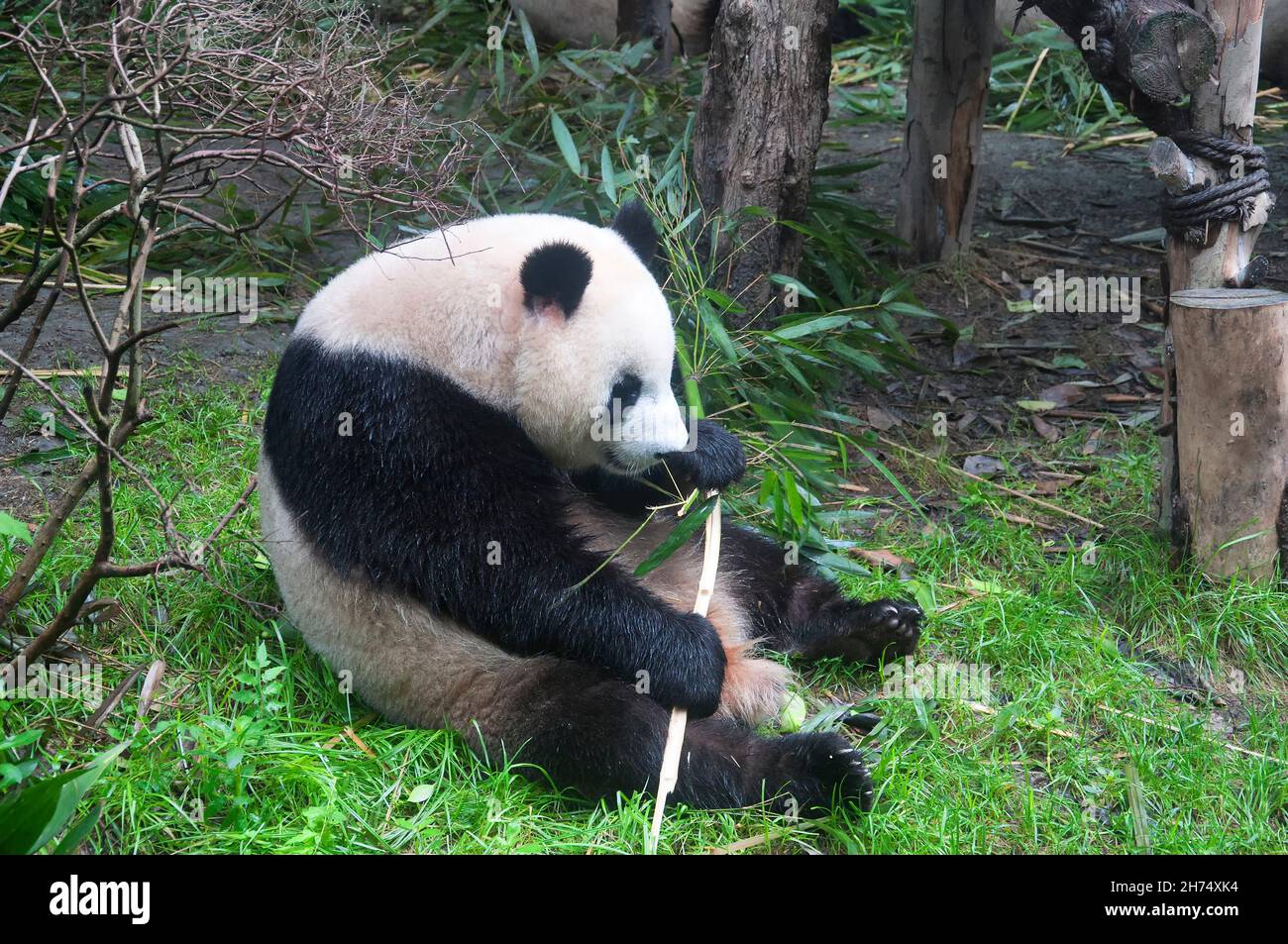 A panda bear sitting eating bamboo inside of the Chengdu Research Base ...