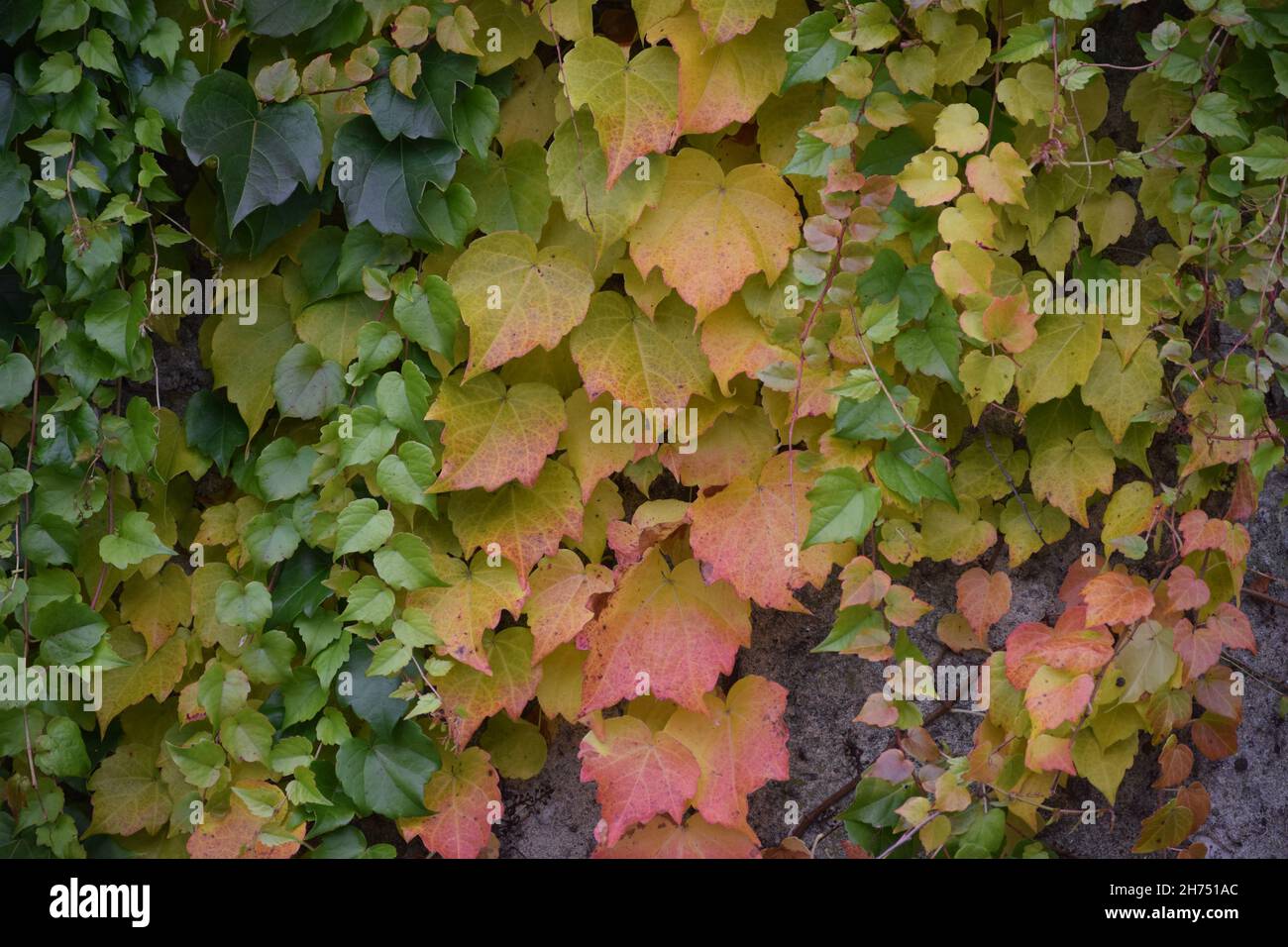 Unusually rich hi-res stock photography and images - Alamy