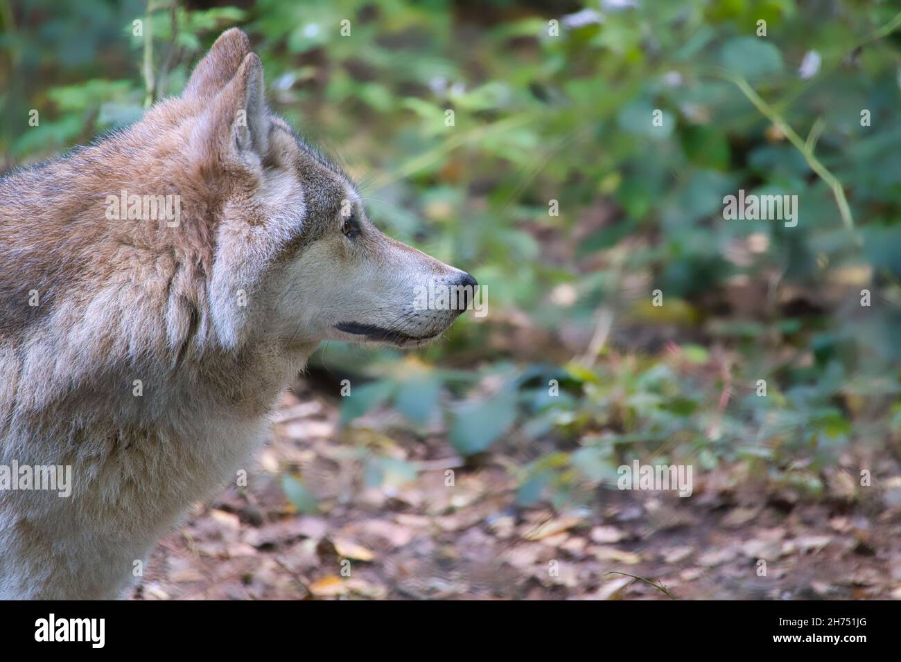Siberian wolf, taken in portrait. Taken in Merzig, Saarland in the wolf ...