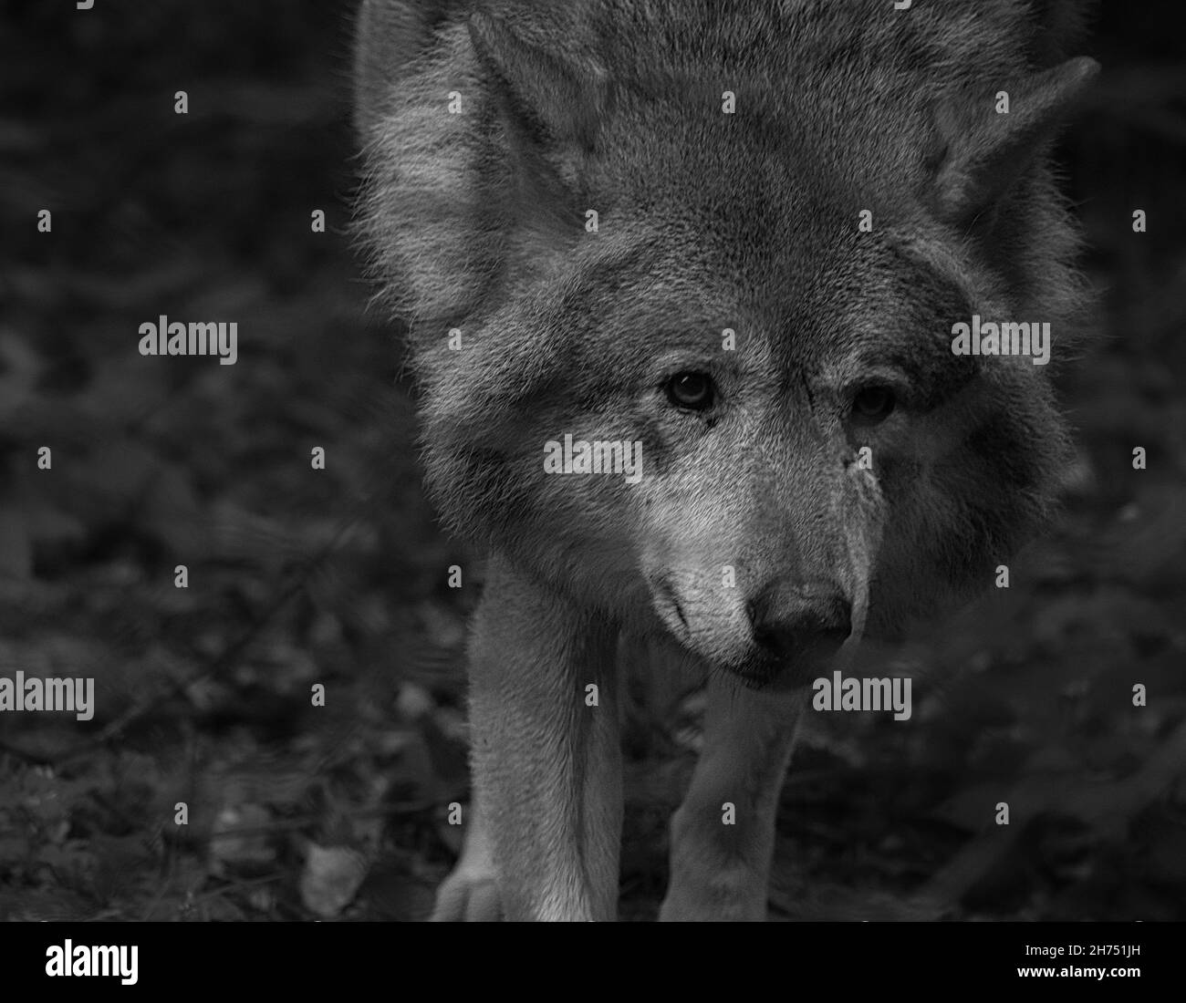 Siberian wolf, in black and white photograph. portrait of the predator ...