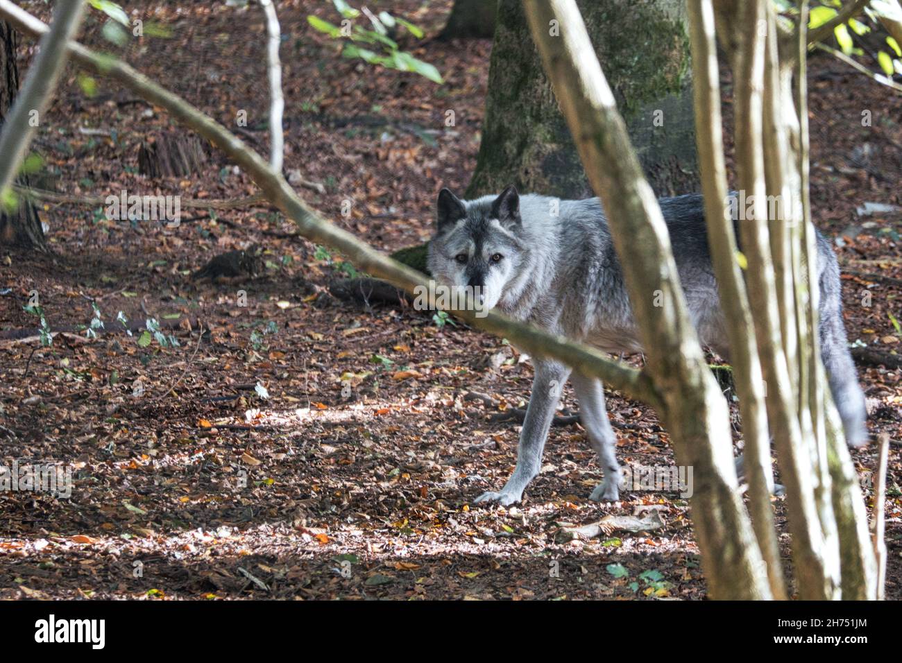 Siberian wolf, with eye contact. portrait of the predator. Taken in ...