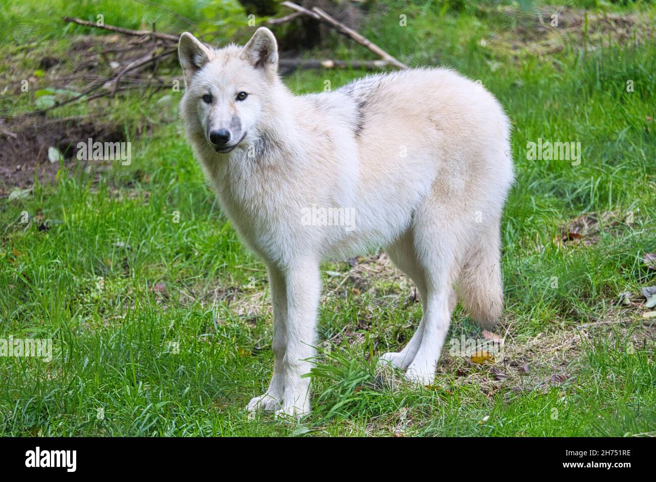 Polar wolf in wolf park werner freund hi-res stock photography and ...