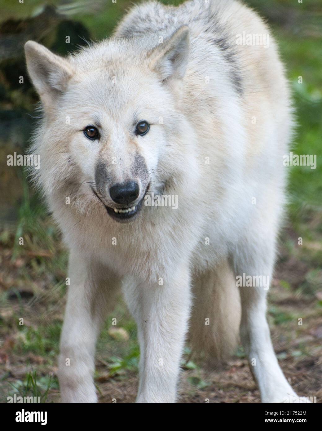 Young white wolf from the wolf park Werner Freund. The wolf park is ...