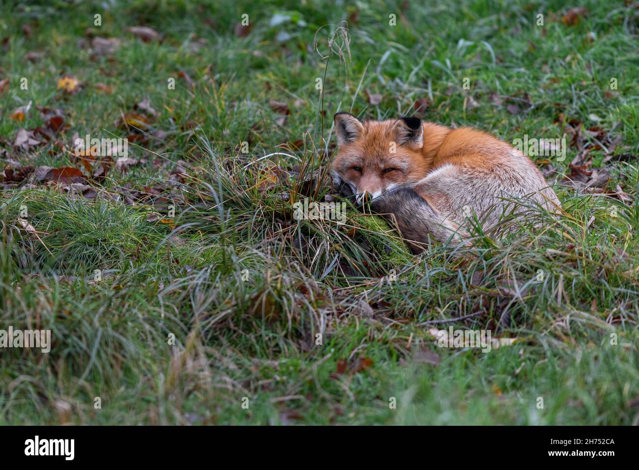 Red fox sleeping in snow hi-res stock photography and images - Alamy