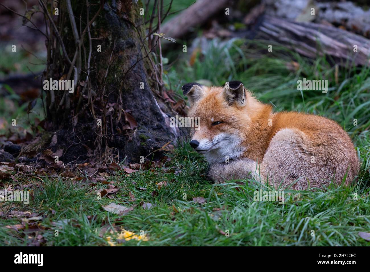 A red fox sleeping in the forest Stock Photo - Alamy