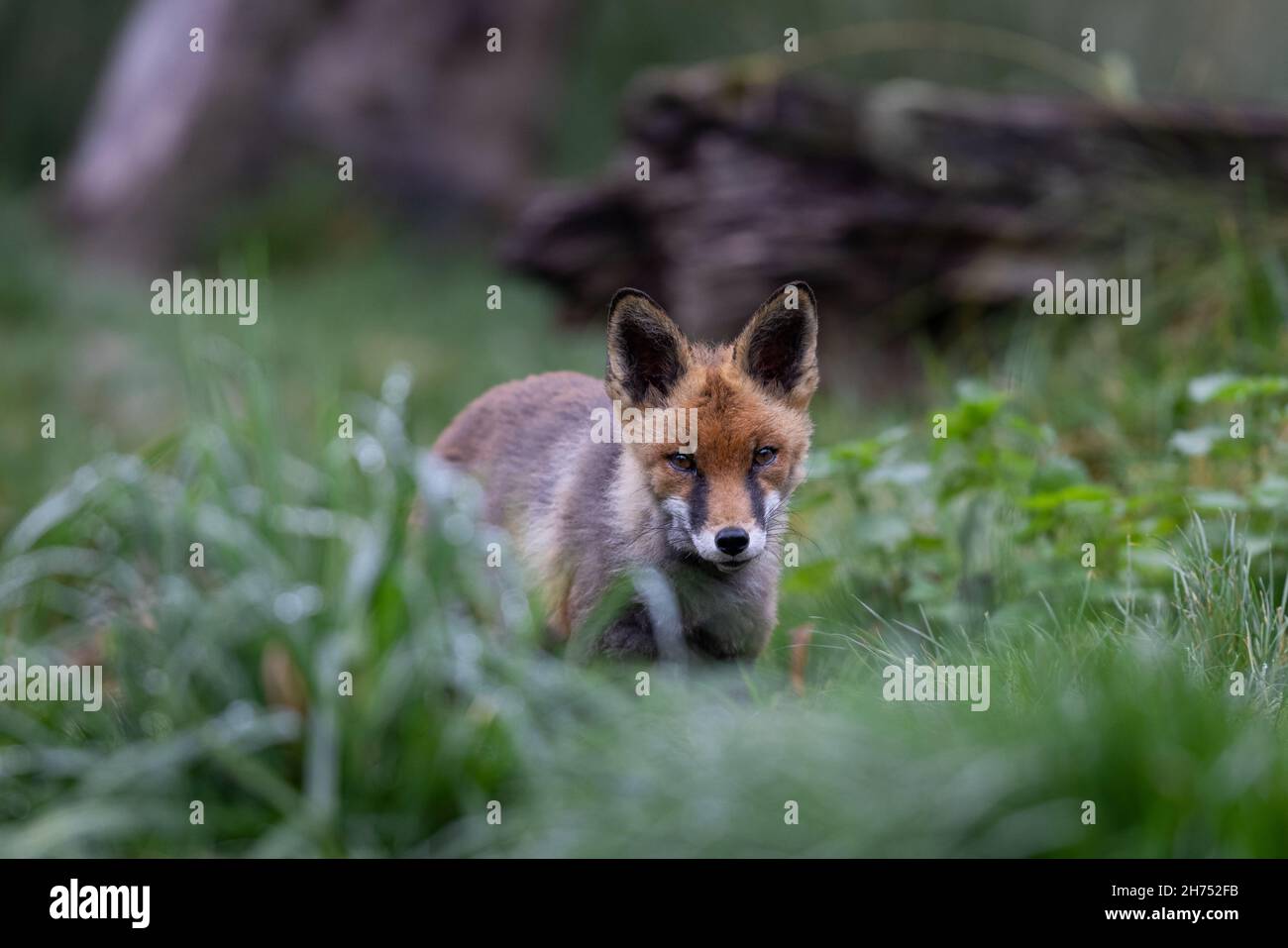 Red fox vixen walking hi-res stock photography and images - Alamy