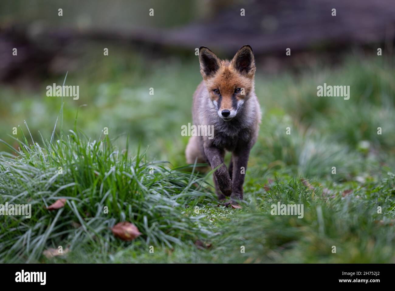 A red fox walking in the forest Stock Photo - Alamy