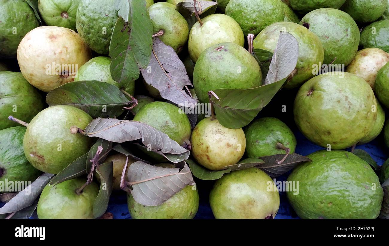 Indian guava fruit hi-res stock photography and images - Alamy