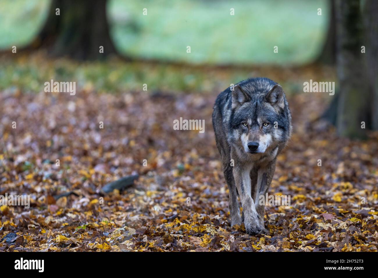 A grey wolf in the forest Stock Photo - Alamy