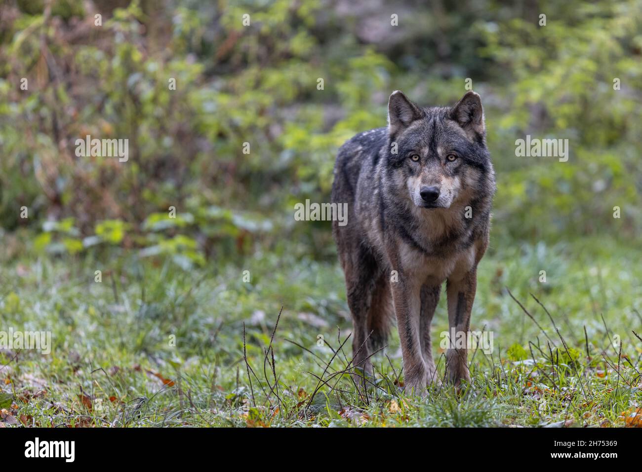 A grey wolf in the forest Stock Photo - Alamy