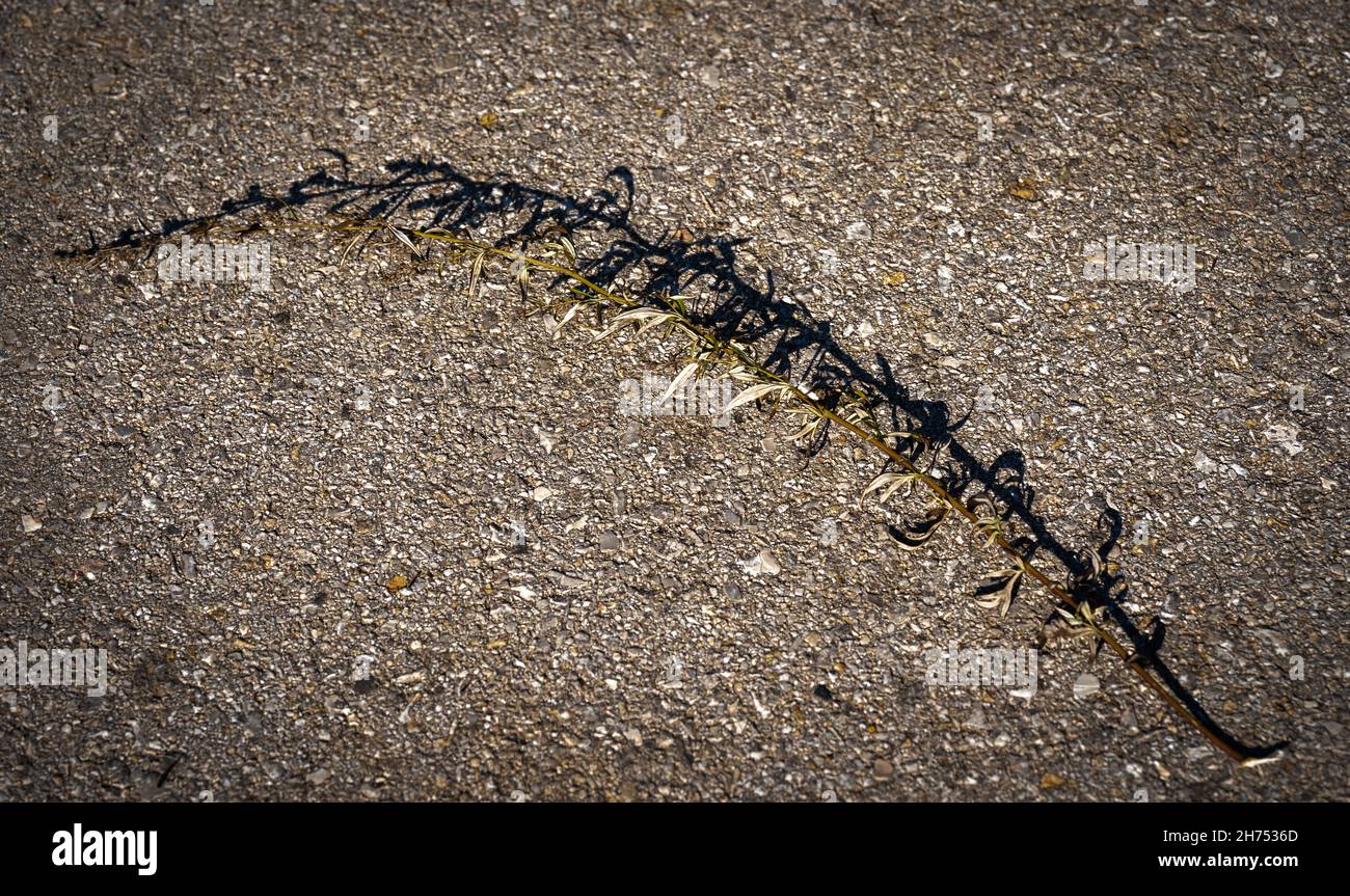 Fallen branch on the rough ground Stock Photo - Alamy