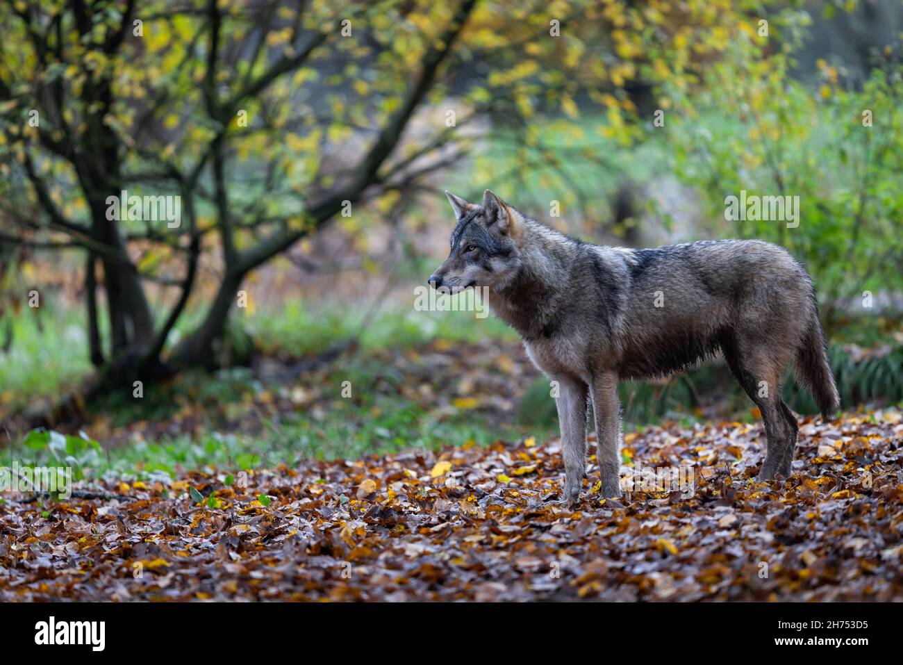 A grey wolf in the forest Stock Photo - Alamy